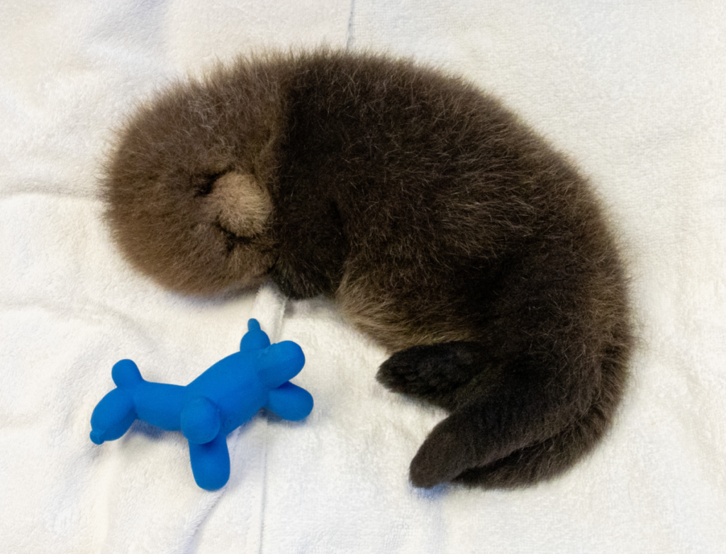 EL2402 Luna – Patient List ─ Vancouver Aquarium Marine Mammal Rescue Centre
