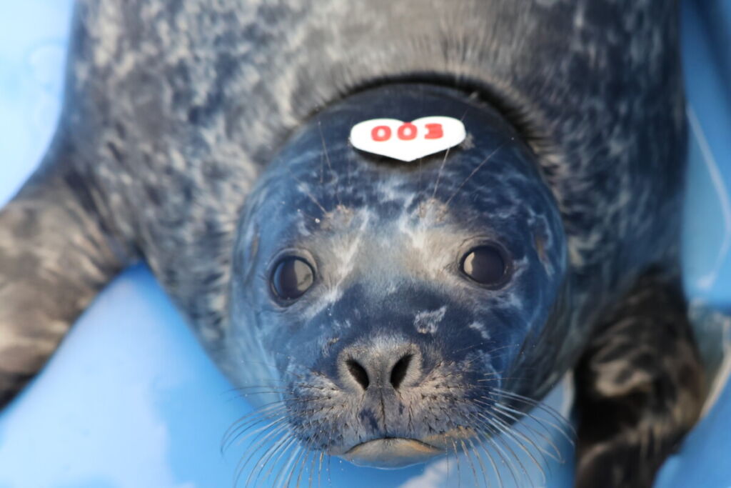 PV2503 Pierogi – Patient List ─ Vancouver Aquarium Marine Mammal Rescue Centre