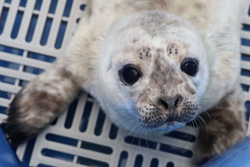 PV2503 Pierogi – Patient List ─ Vancouver Aquarium Marine Mammal Rescue Centre