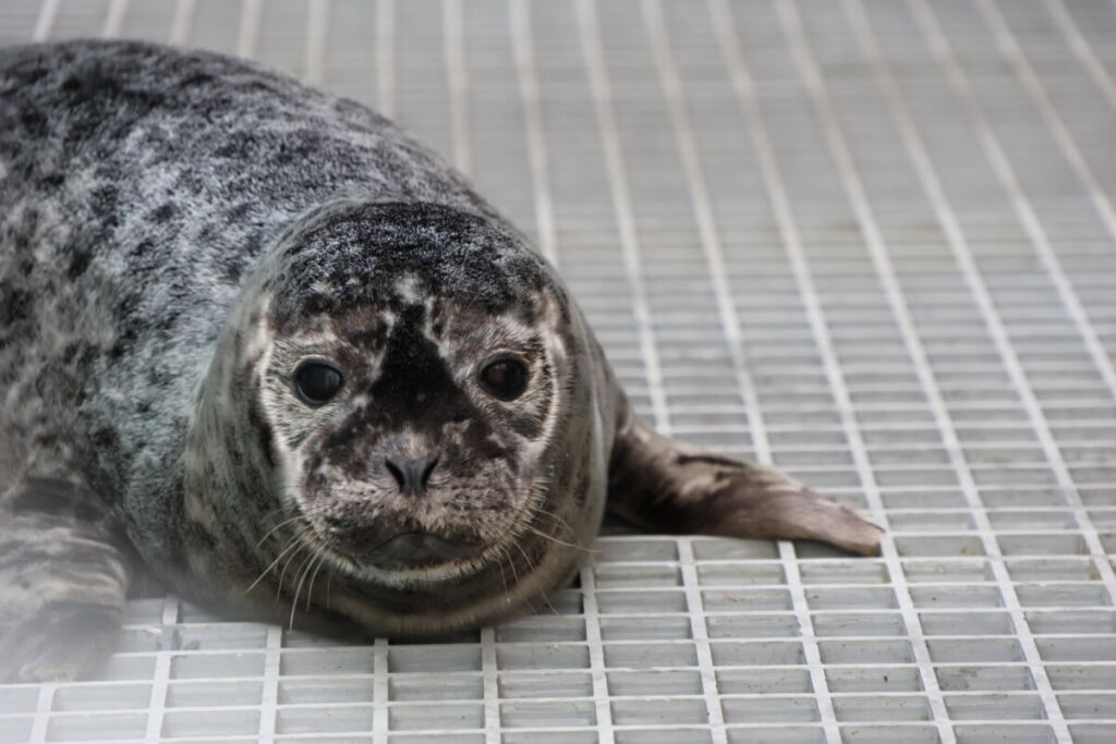 PV2503 Pierogi – Patient List ─ Vancouver Aquarium Marine Mammal Rescue Centre