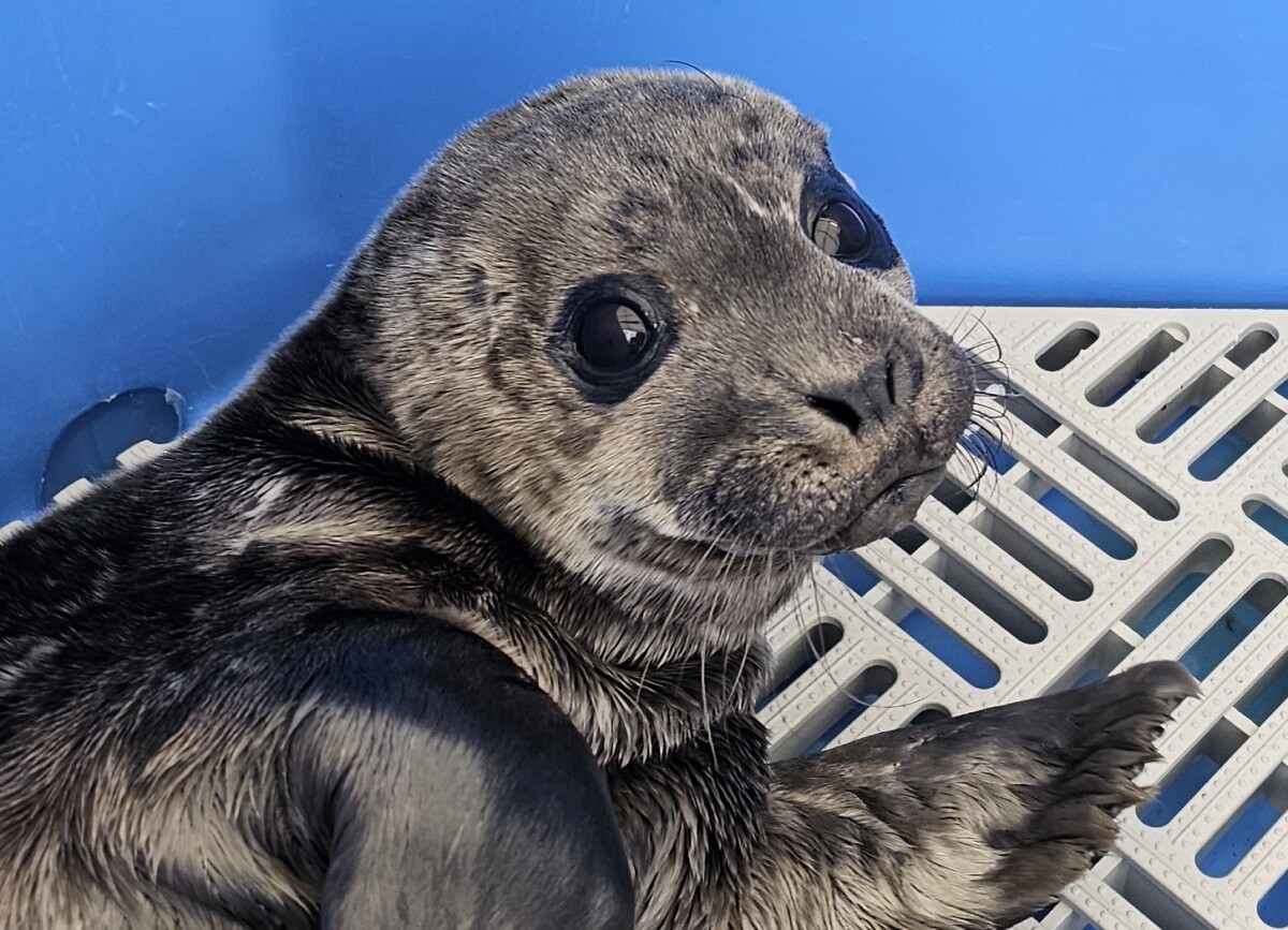 PV2532 Rabbit Blanket – Patient List ─ Vancouver Aquarium Marine Mammal Rescue Centre